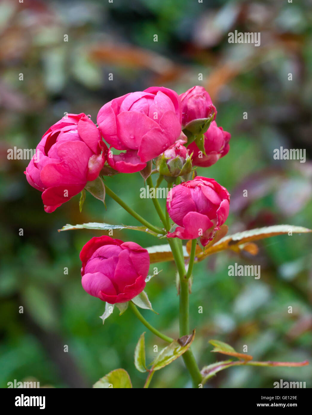 beautyful small red rose in the garden Stock Photo - Alamy