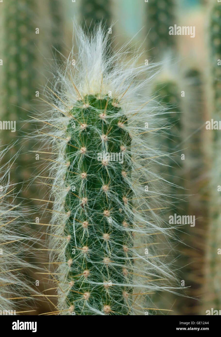 Close up of cactus flower Stock Photo - Alamy