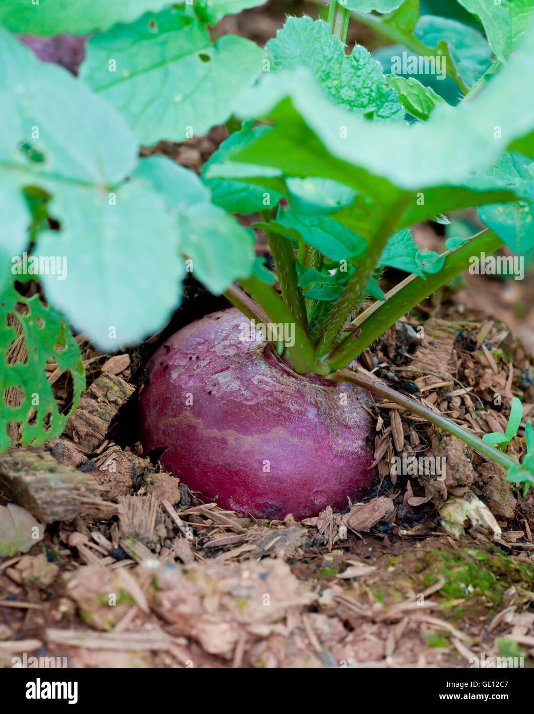 Beetroot soil on ground beetroot hi-res stock photography and images ...