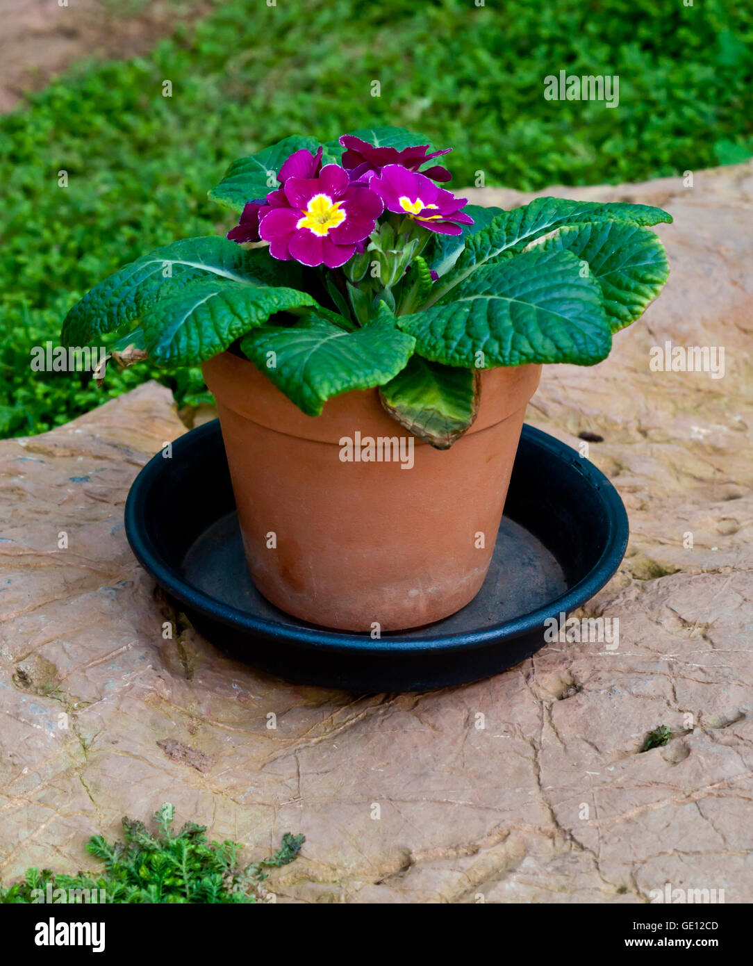 flower in pot in flower garden Stock Photo - Alamy