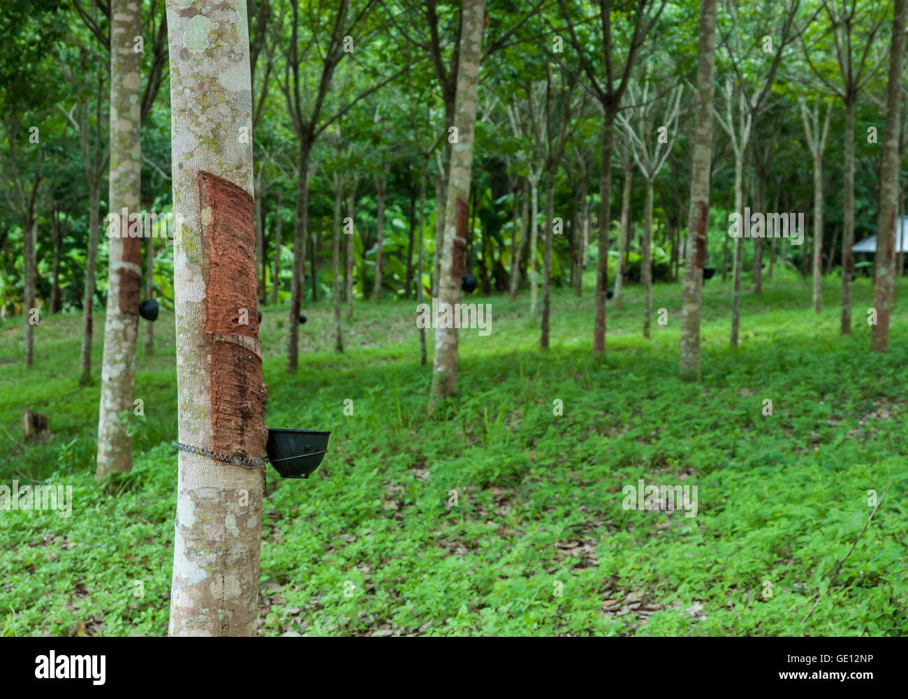 Rows of rubber trees garden Stock Photo - Alamy
