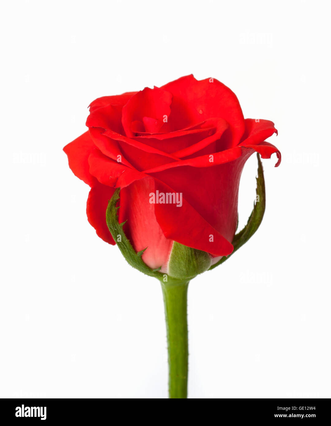 Single lonely red rose hi-res stock photography and images - Alamy