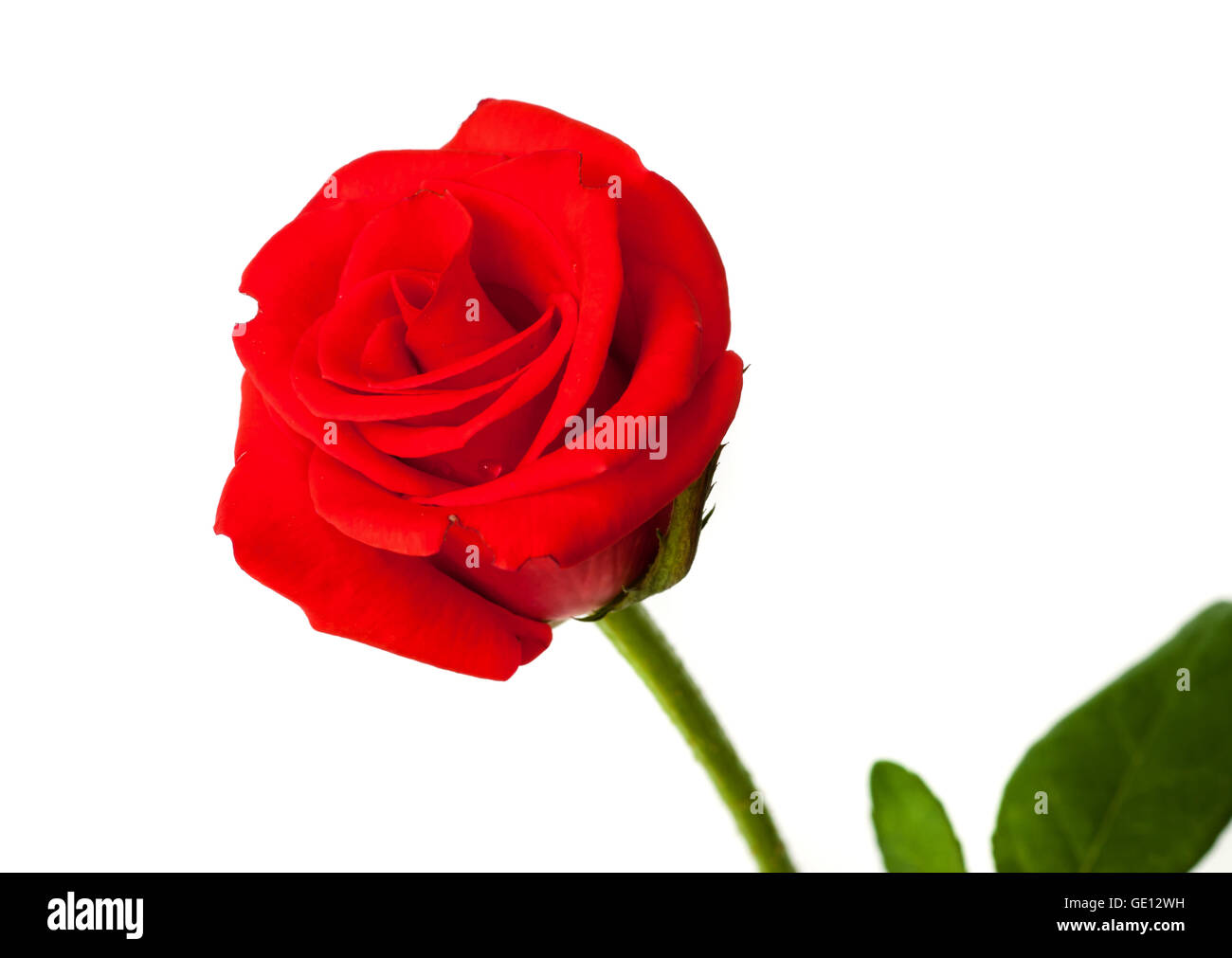 Beautiful red rose for valentine day Stock Photo - Alamy