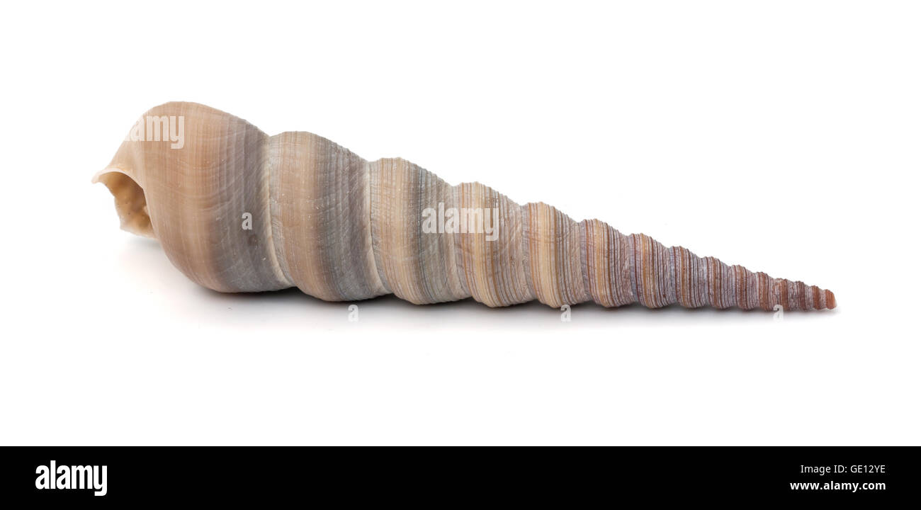 sea shell isolated on white Stock Photo - Alamy