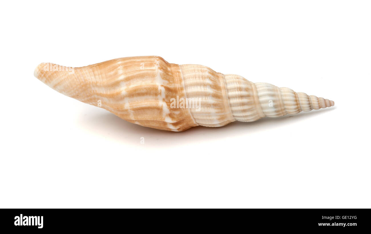 sea shell isolated on white Stock Photo - Alamy