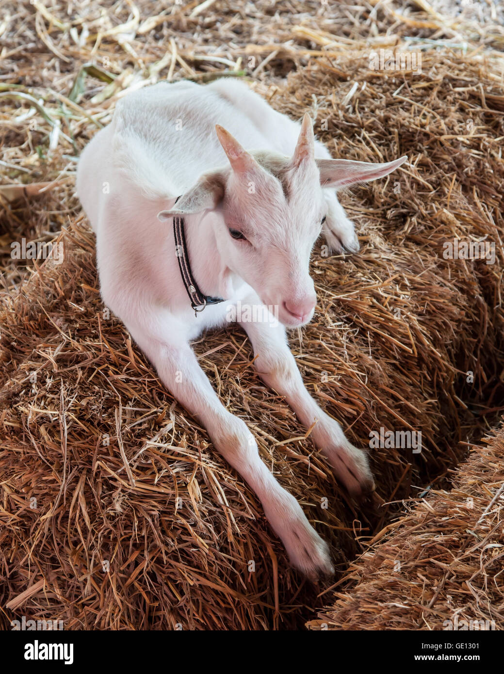 Baby goat on a bale of hay in a farm Stock Photo - Alamy