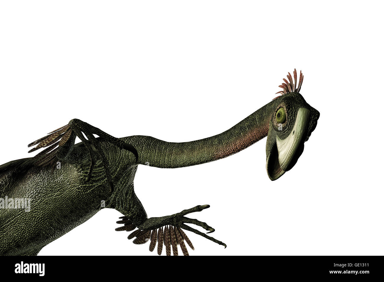 3d illustration of a gigantoraptor isolated on white background Stock ...