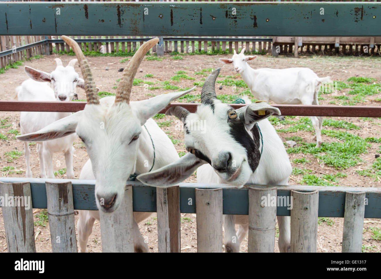 Closeup of Goats face in the outdoor farm Stock Photo - Alamy