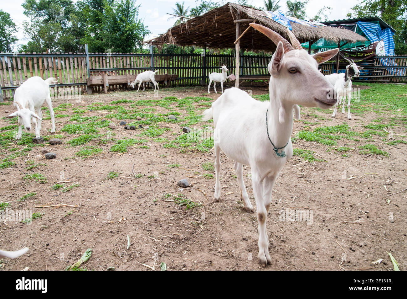 Goats in the outdoor farm Stock Photo - Alamy