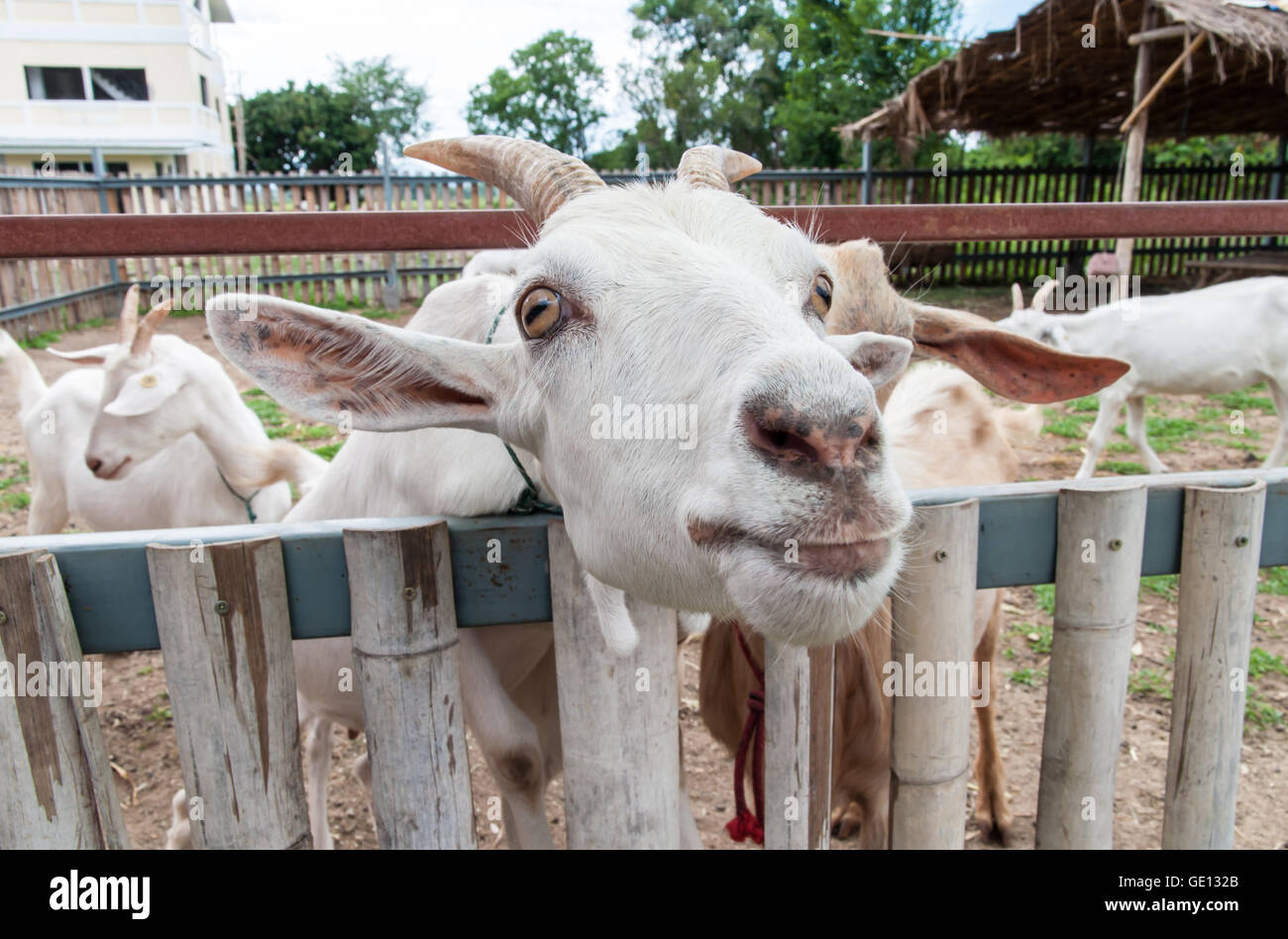Closeup of Goats face in the outdoor farm Stock Photo - Alamy