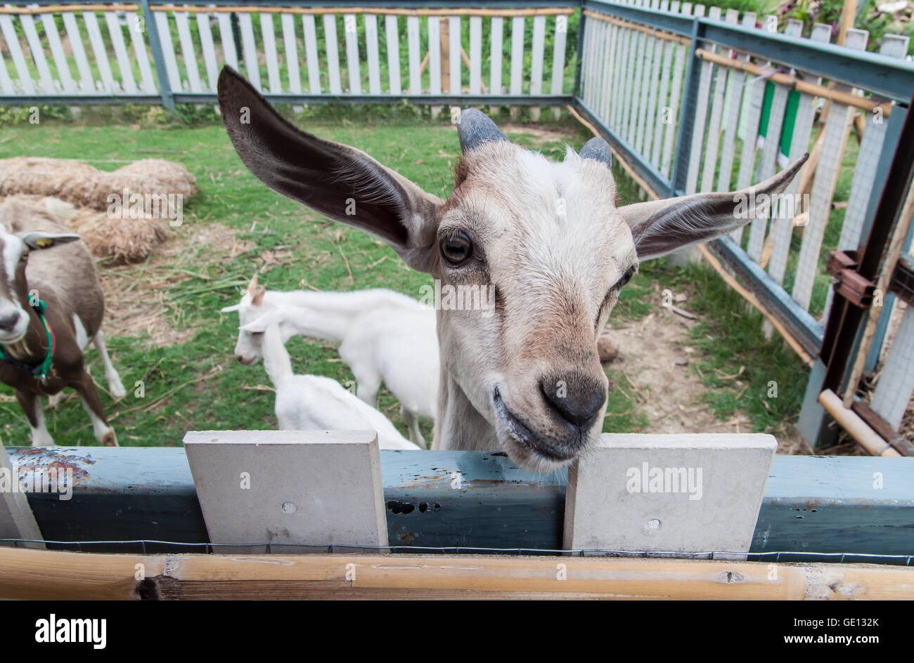 Goat backgrounds hi-res stock photography and images - Alamy