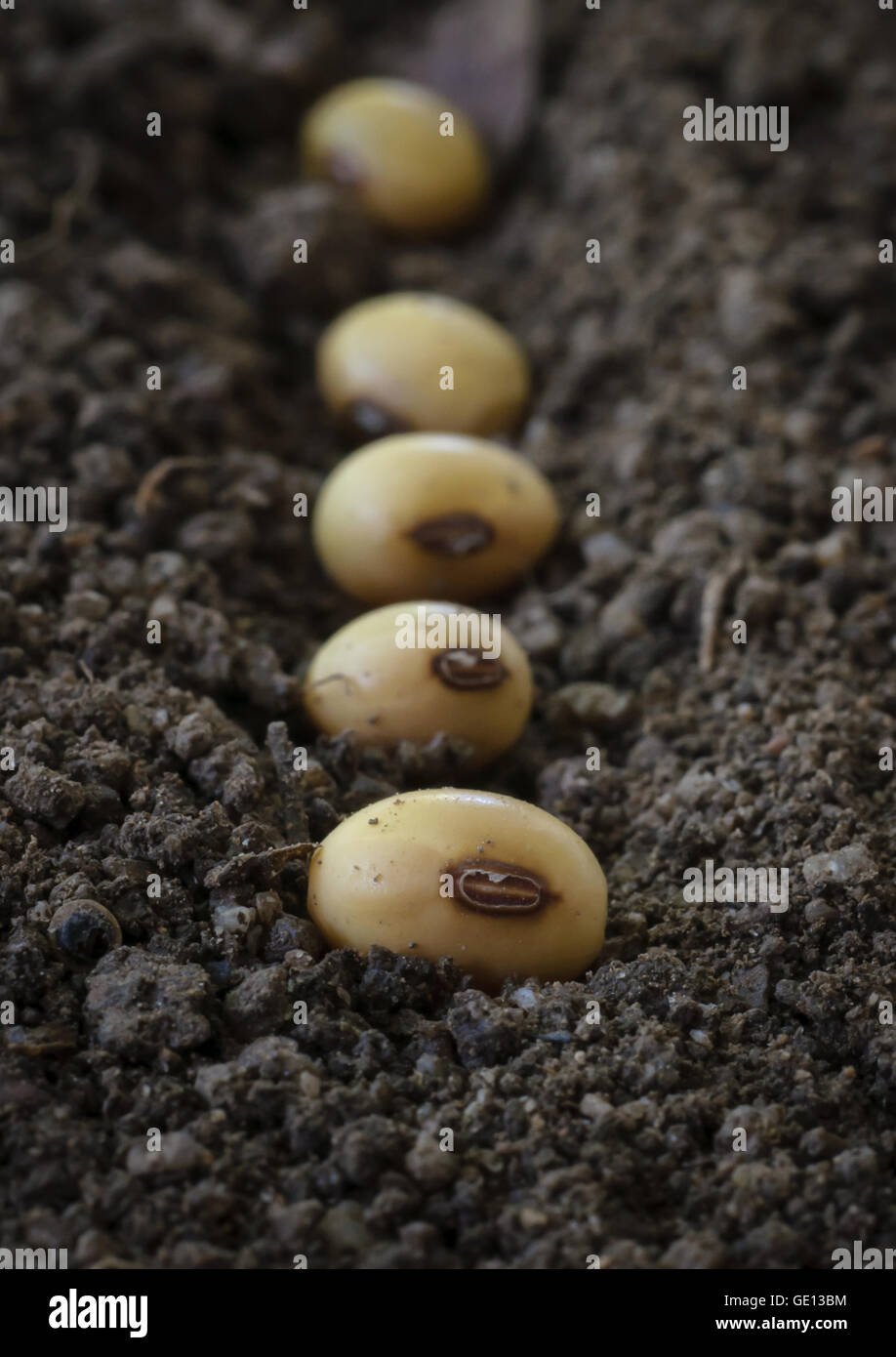 Soybean plant botanical hi-res stock photography and images - Alamy