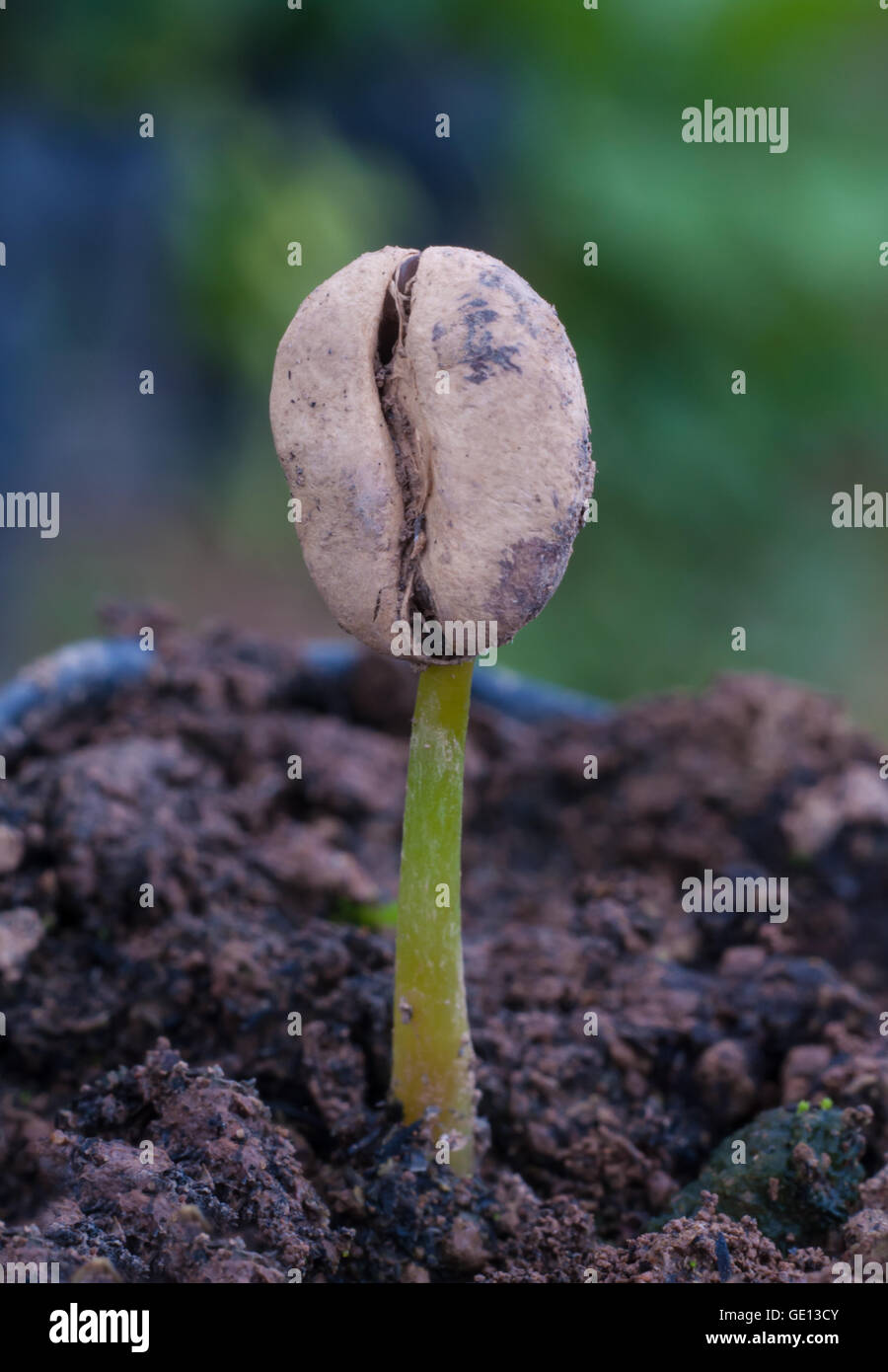 coffee sprout growing from seedling in Plant nurseries Stock Photo - Alamy