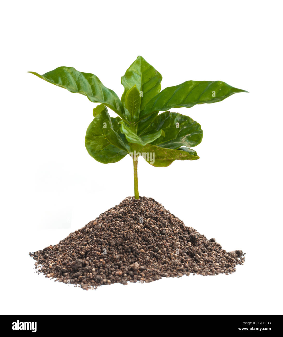 coffee sprout growing isolated on white background Stock Photo - Alamy