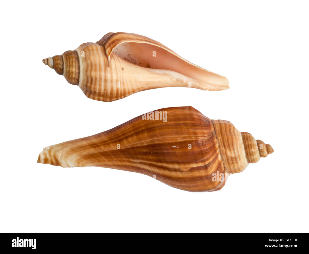sea shell isolated on white Stock Photo - Alamy