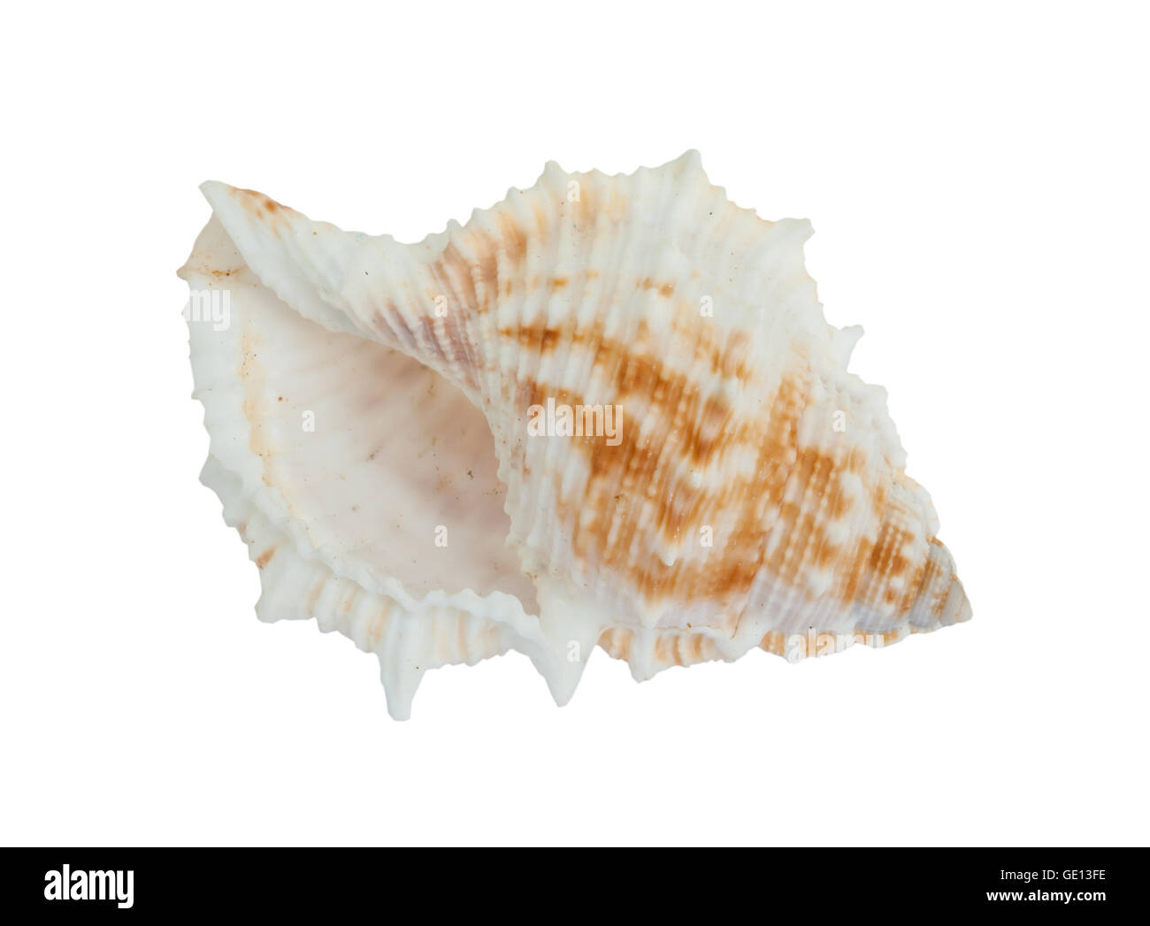 Seashell seabed Cut Out Stock Images & Pictures - Alamy