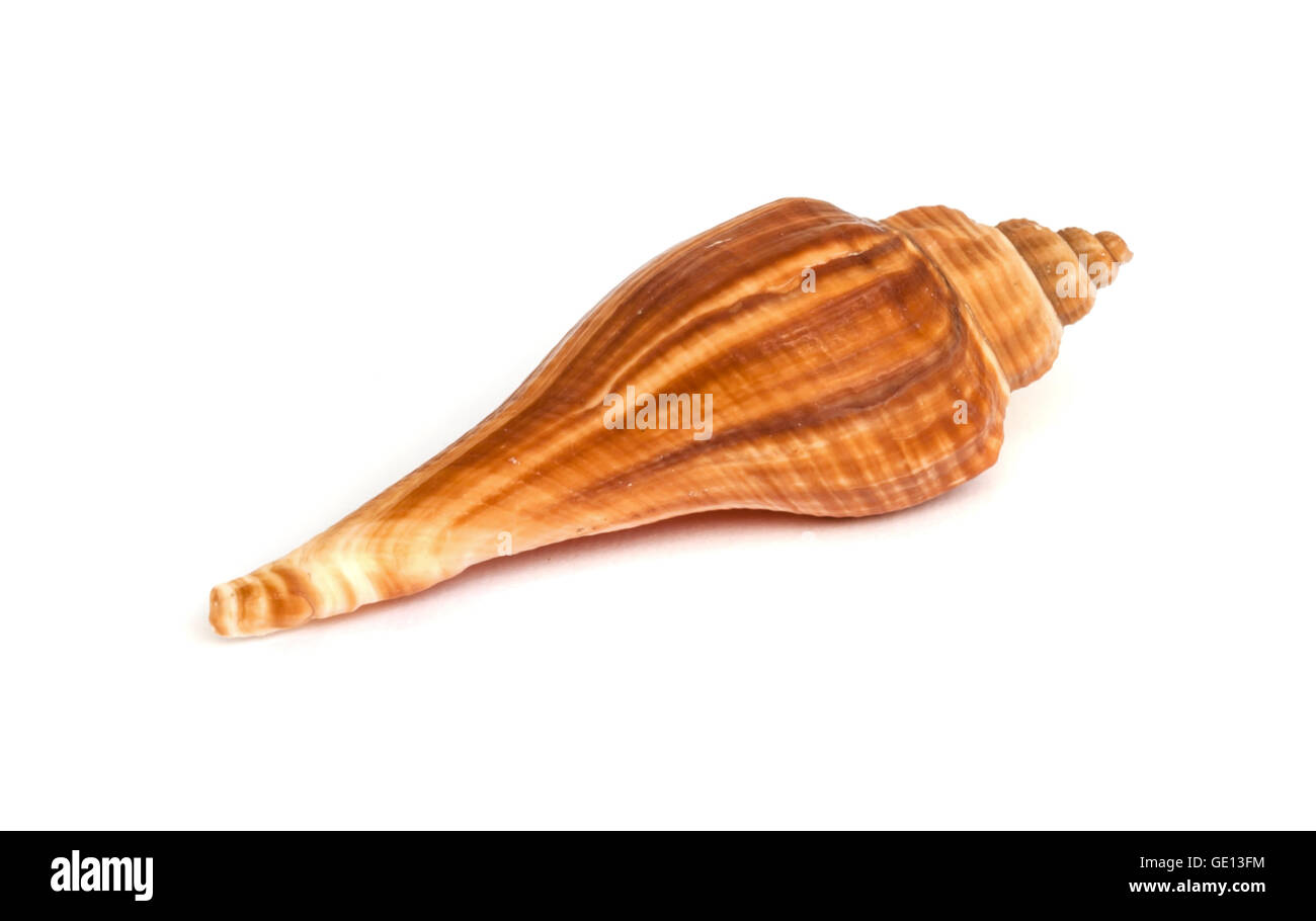 sea shell isolated on white Stock Photo - Alamy