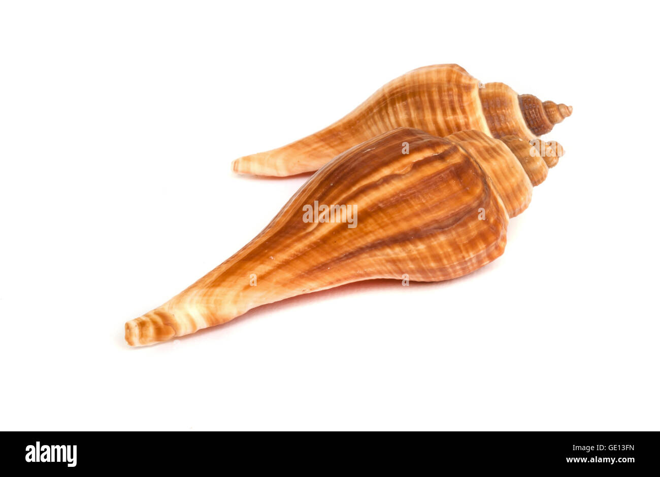 sea shell isolated on white Stock Photo - Alamy