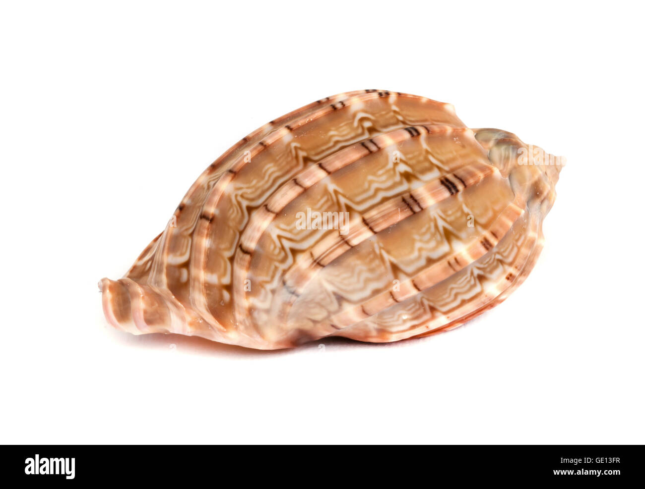 sea shell isolated on white Stock Photo - Alamy