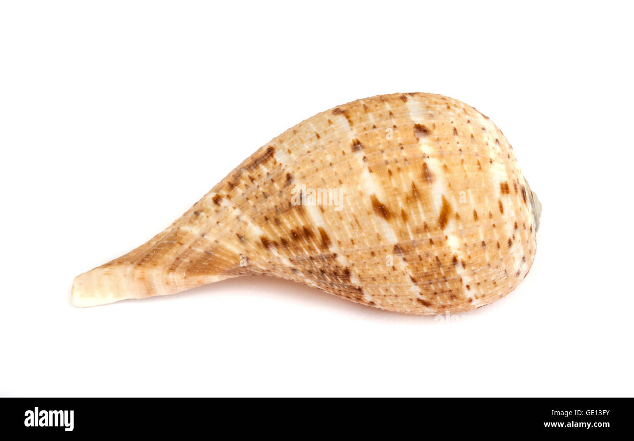sea shell isolated on white Stock Photo - Alamy