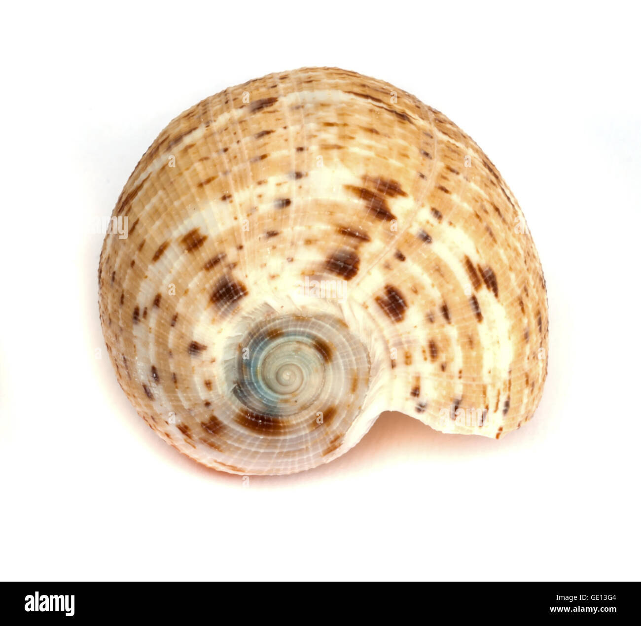 Large white empty scallop shell hi-res stock photography and images - Alamy