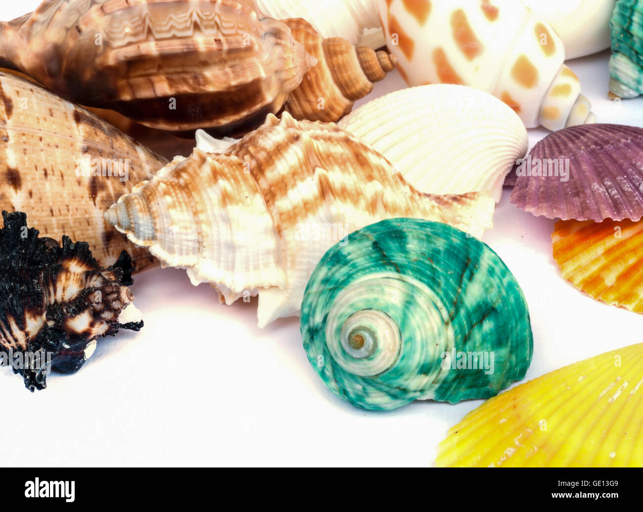Tail snail hi-res stock photography and images - Alamy