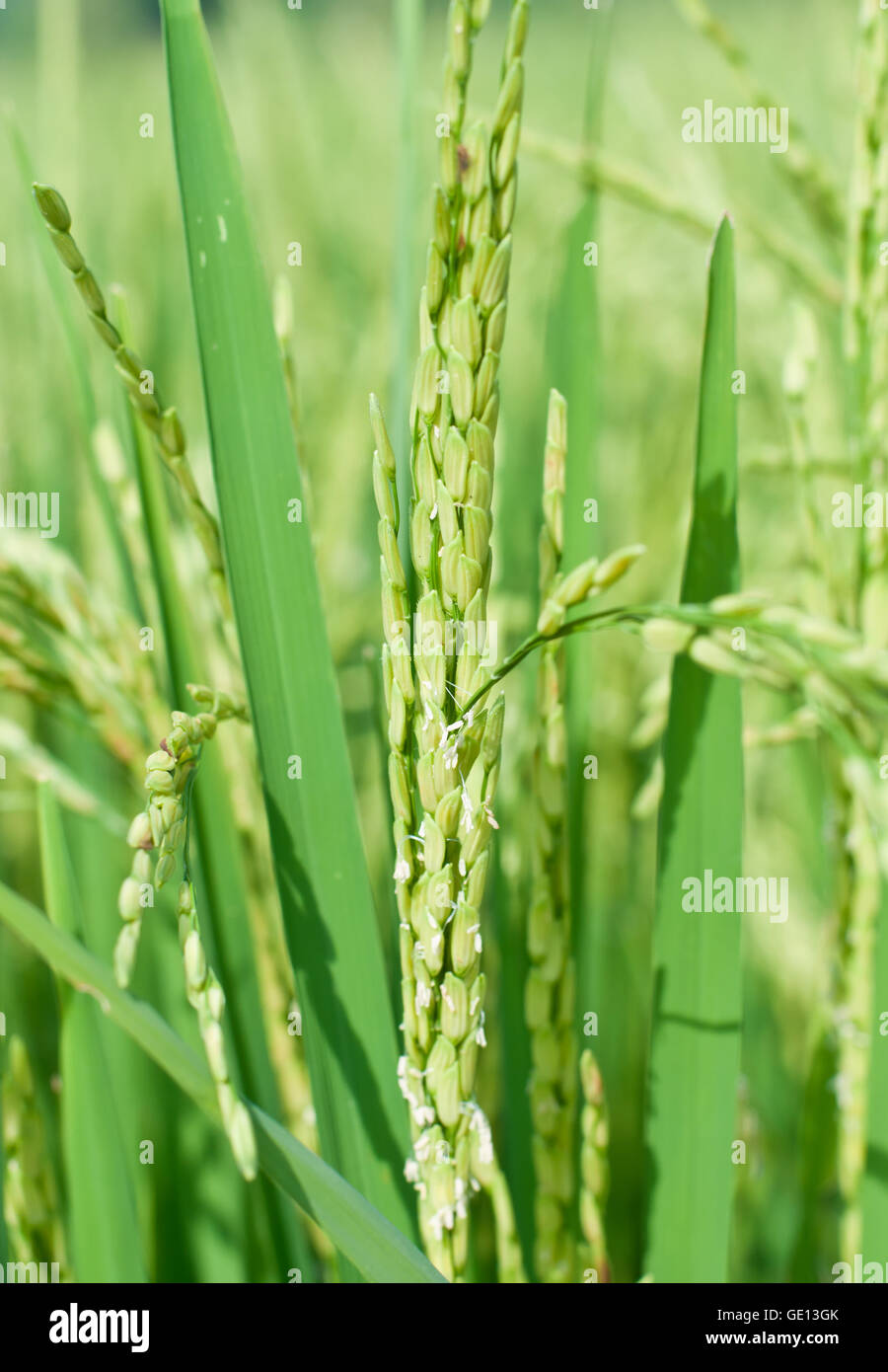 Close up of paddy rice Stock Photo - Alamy
