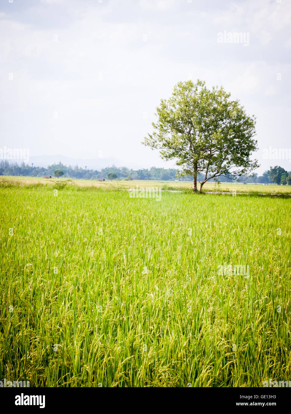 Paddy field rice cultivation hi-res stock photography and images - Alamy