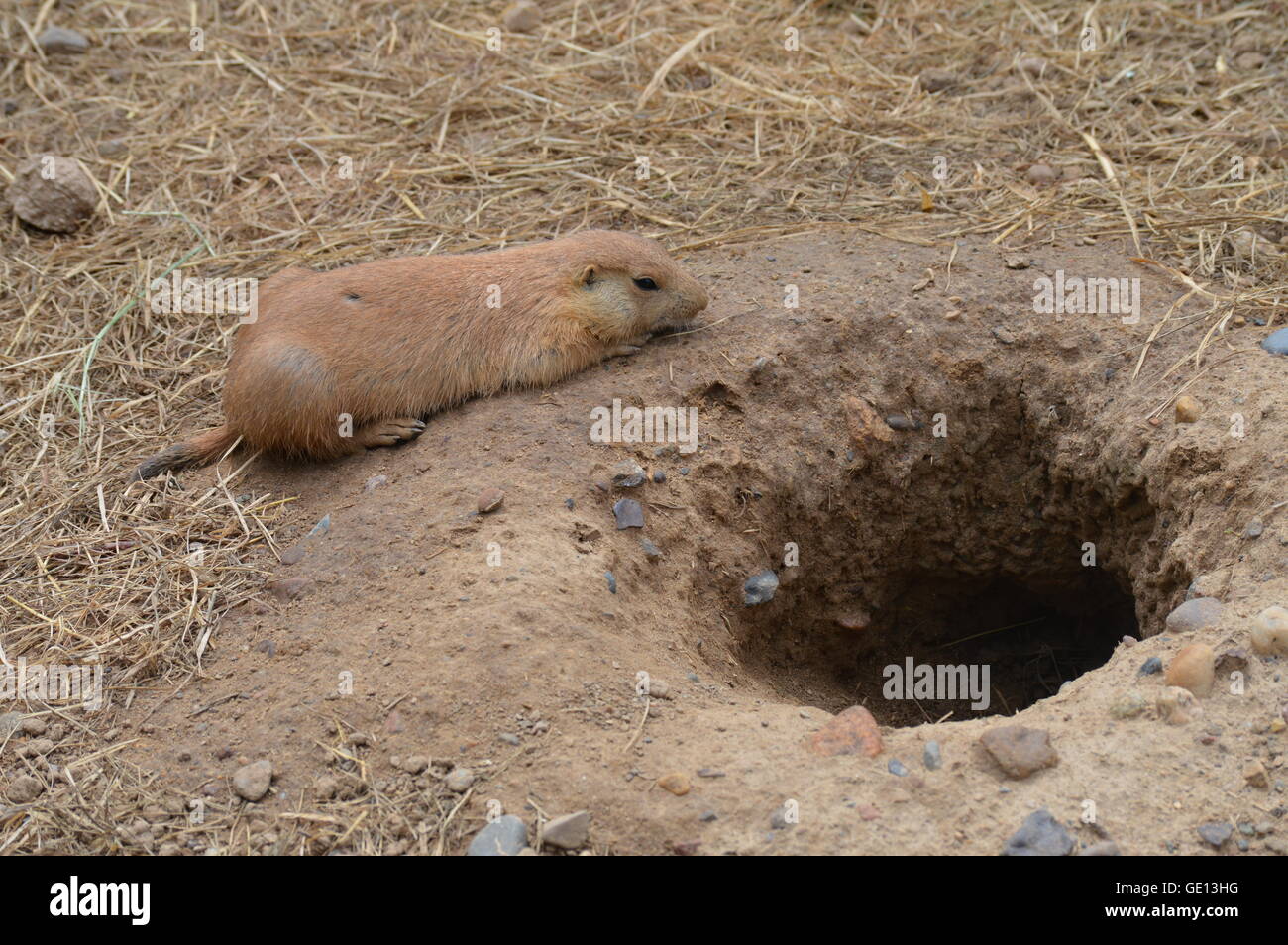 Prairie dog in the dirt Stock Photo - Alamy