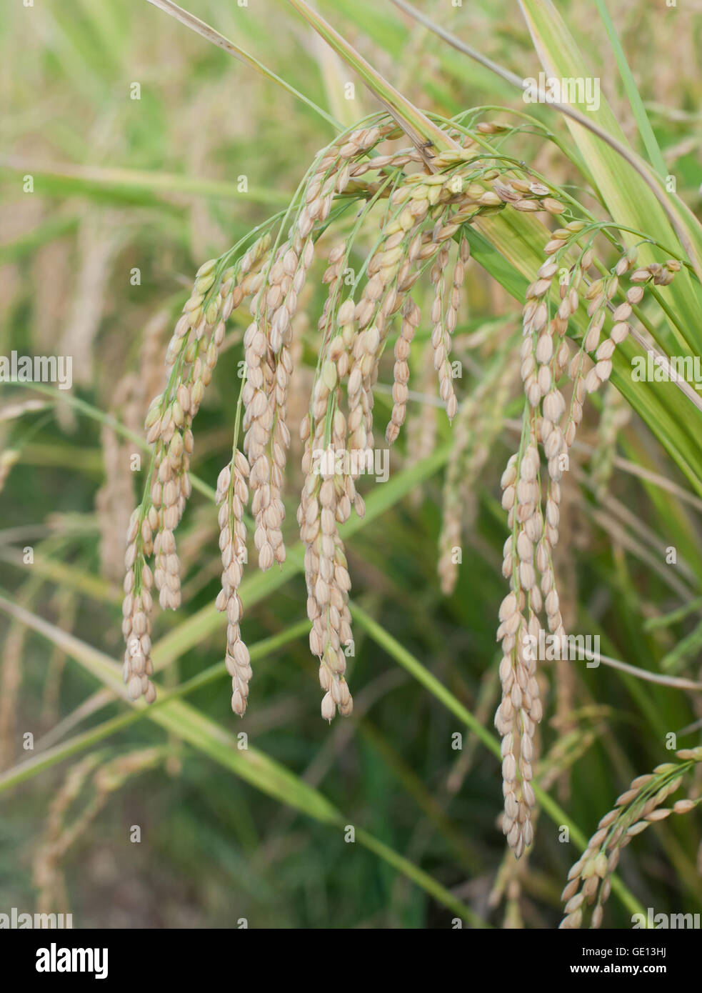 Mature growth rice hi-res stock photography and images - Alamy