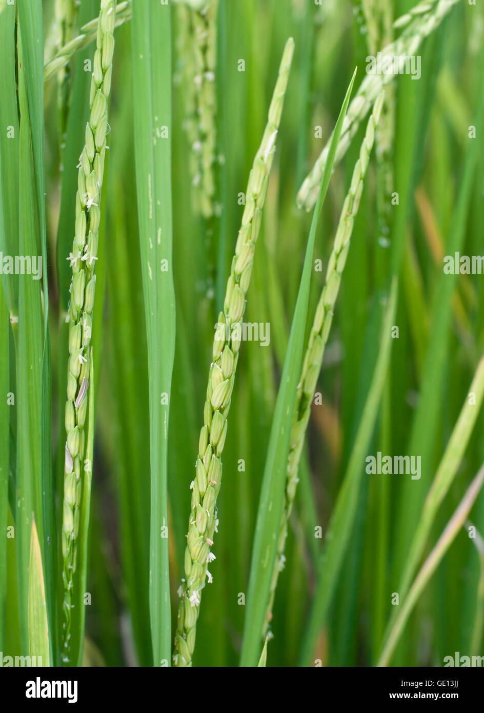 Rice grass detail hi-res stock photography and images - Alamy