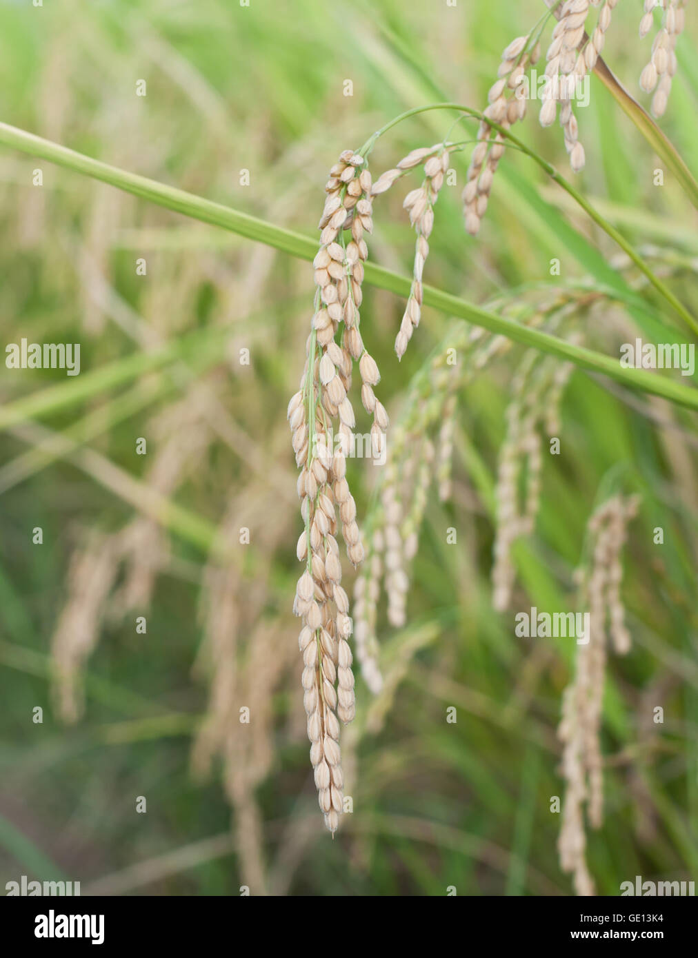Rice farming rice farm hi-res stock photography and images - Alamy