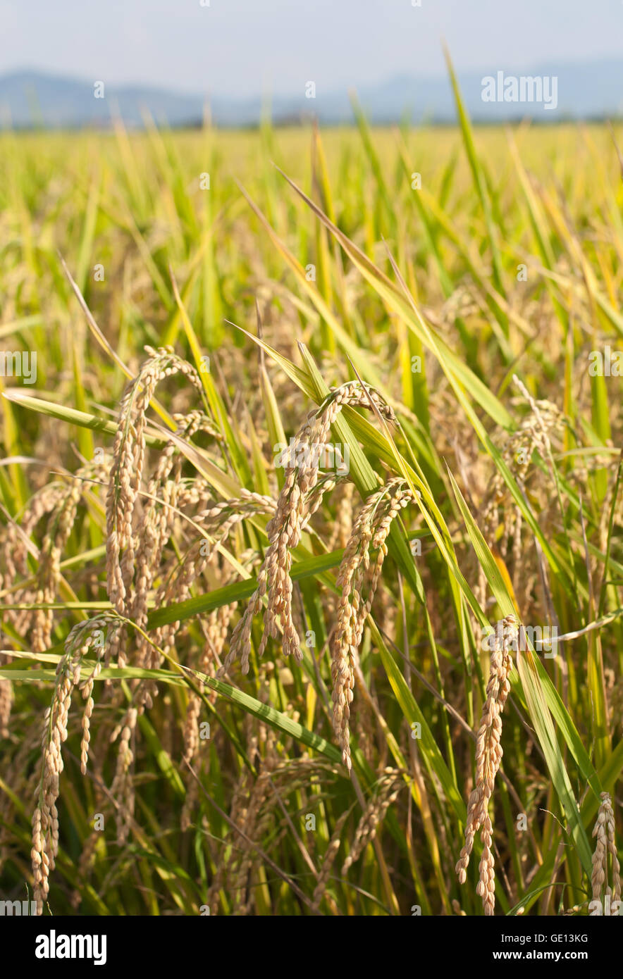 Close up of paddy rice Stock Photo - Alamy