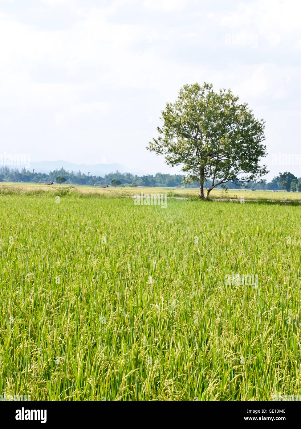 rice in a paddy field Stock Photo - Alamy