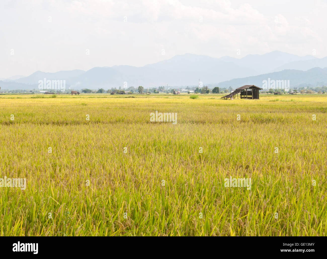 rice in a paddy field Stock Photo - Alamy