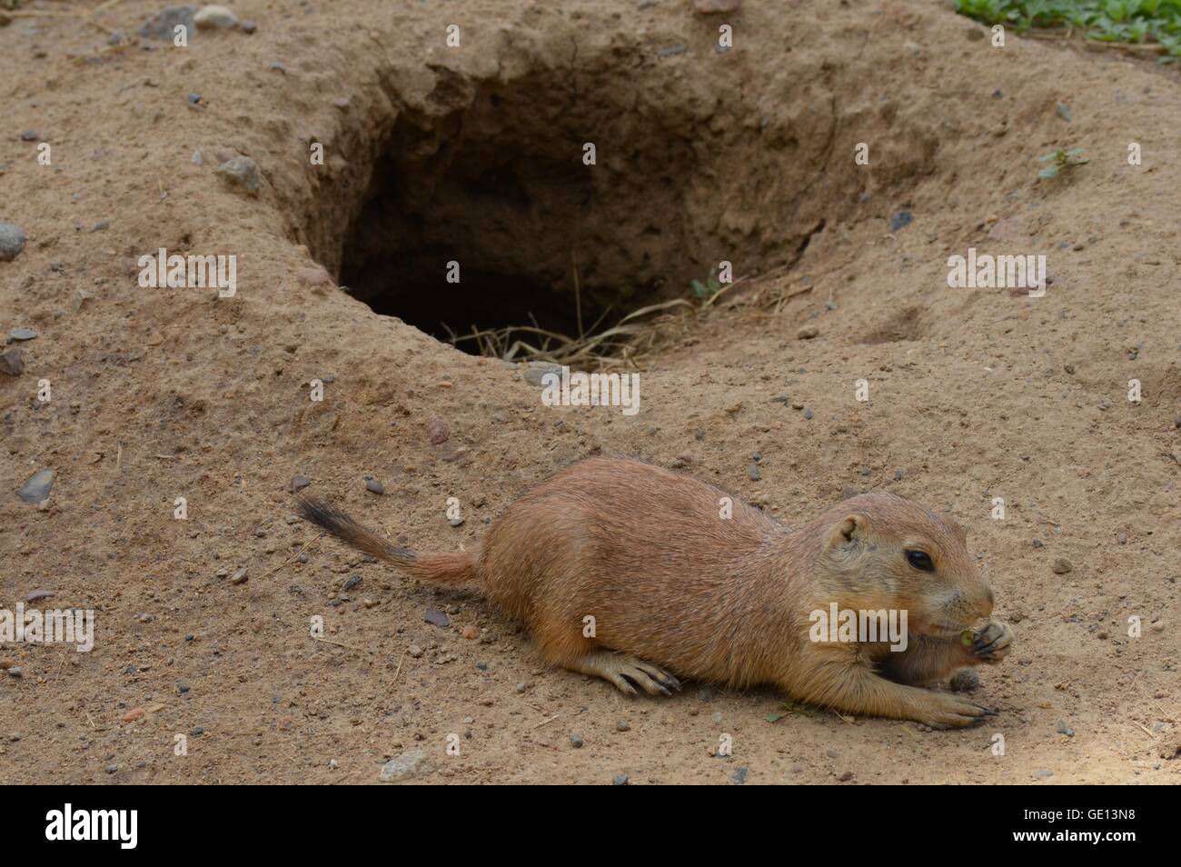 Cute prairie dog curious hi-res stock photography and images - Alamy