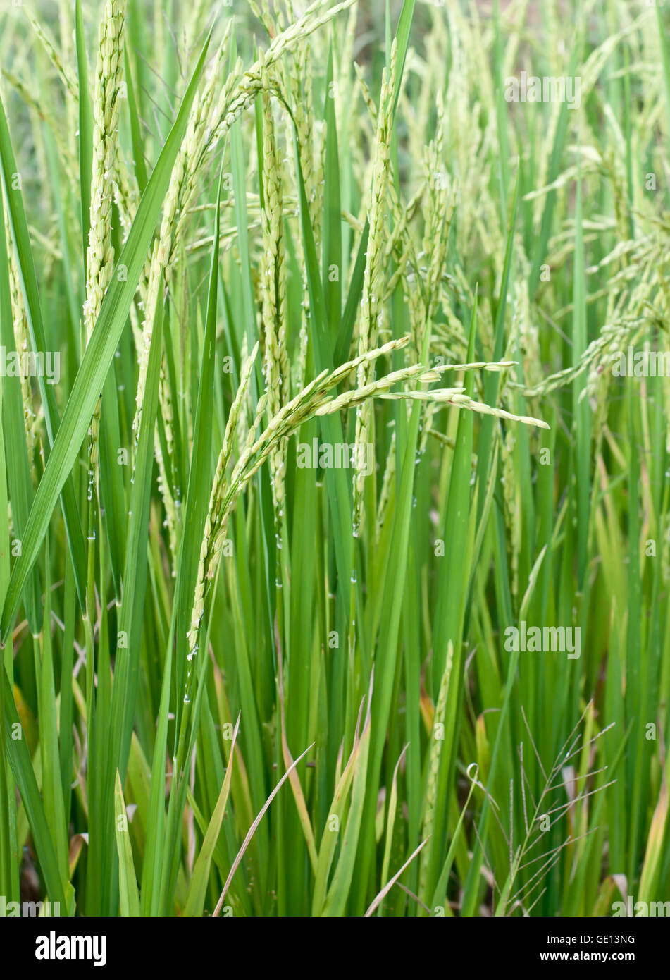 Close up of paddy rice Stock Photo - Alamy