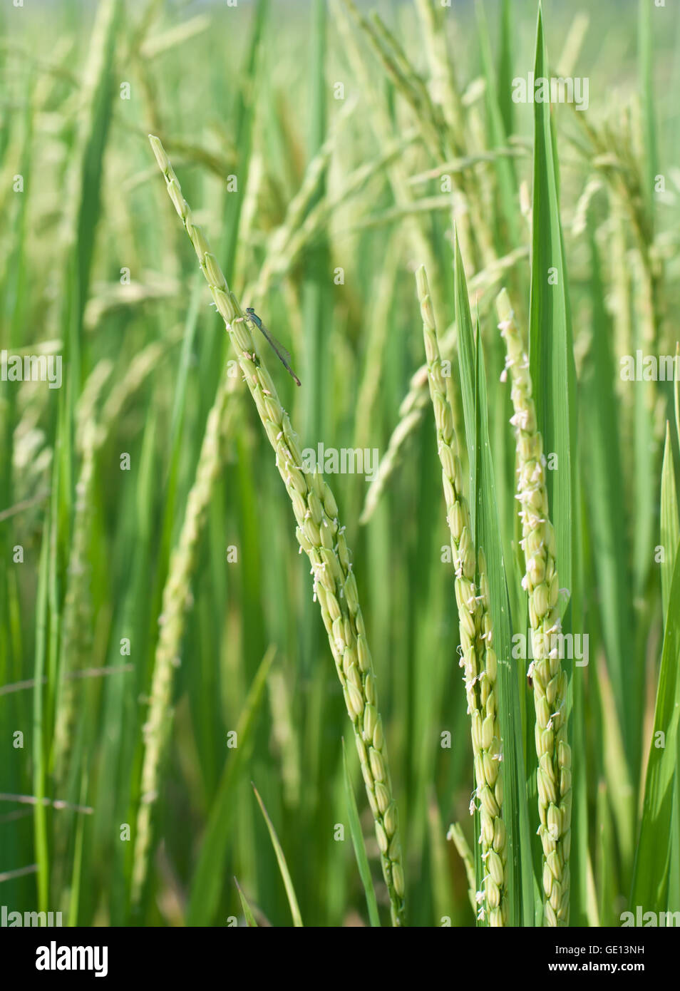 Close up of paddy rice Stock Photo - Alamy