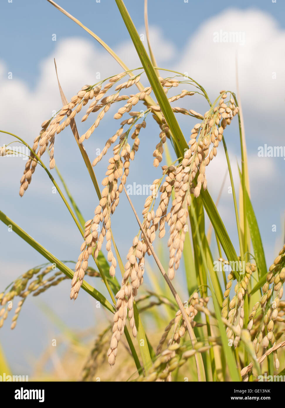 Close up of paddy rice Stock Photo - Alamy
