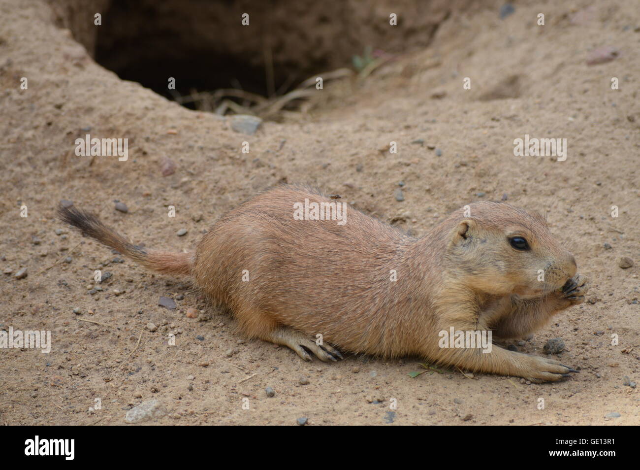 Prairie dog in the dirt Stock Photo - Alamy