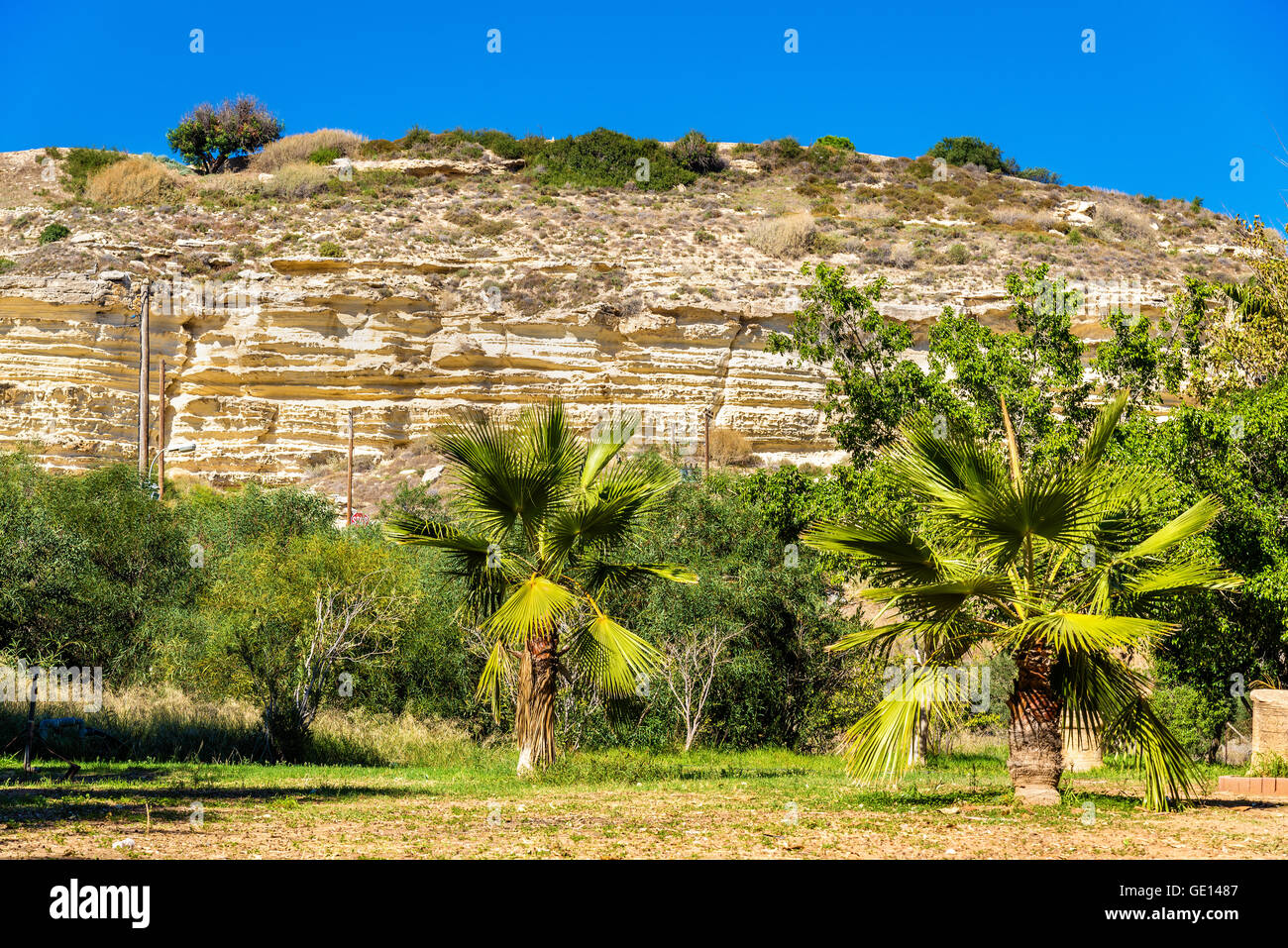 Palm trees cyprus hi-res stock photography and images - Alamy