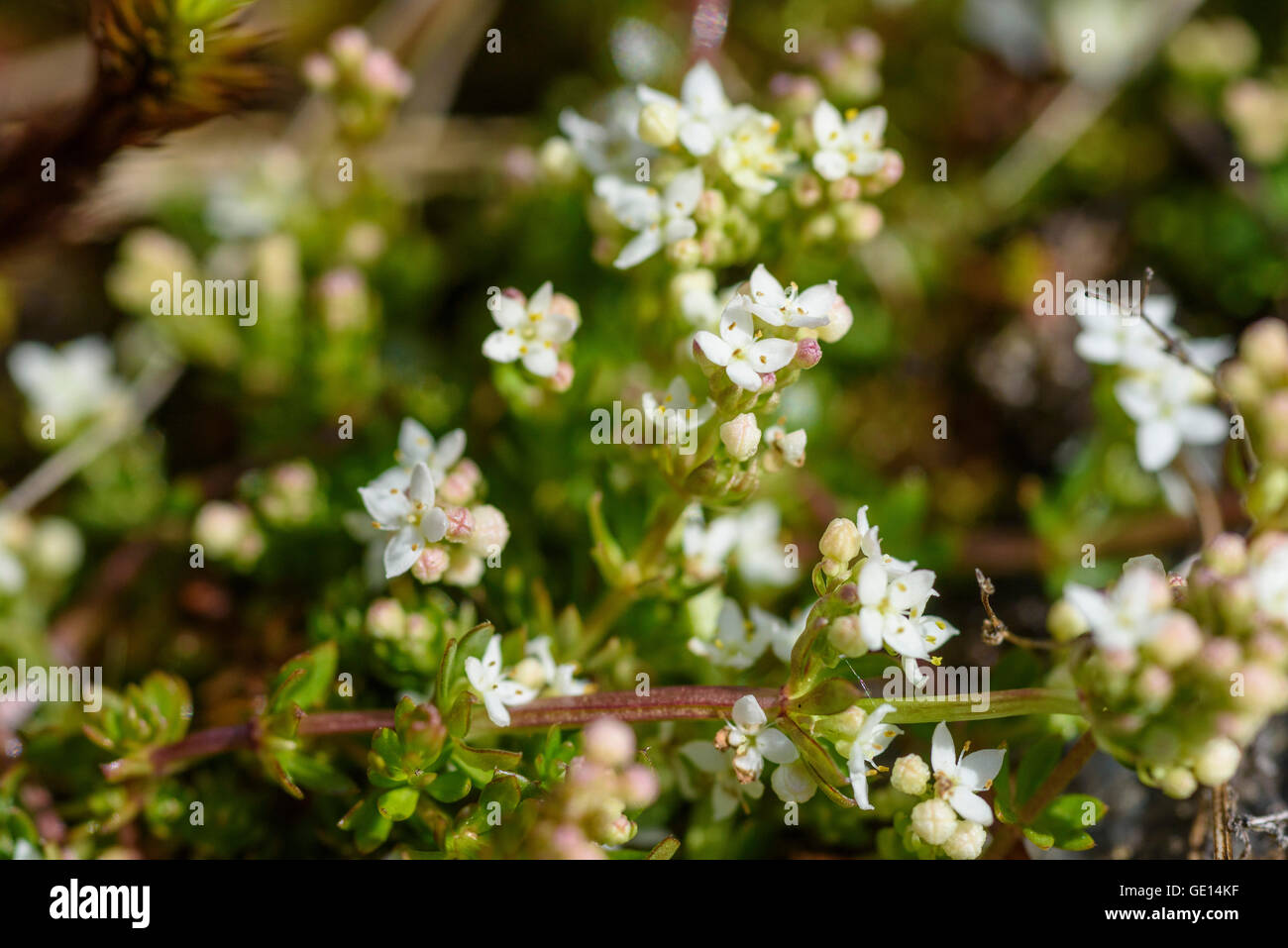 Heath Bedstraw, Galium saxatile, wildflower, Dumfries & Galloway ...