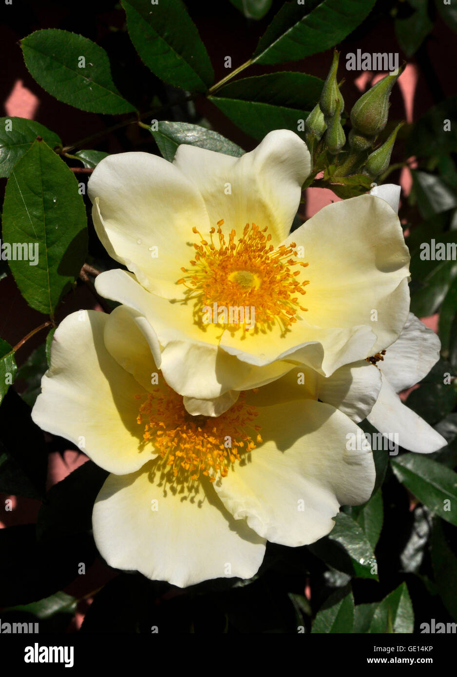 climbing rose mermaid Stock Photo - Alamy