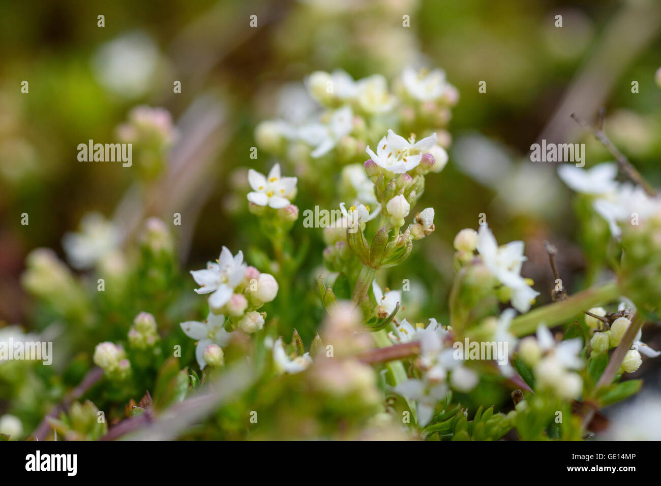 Heath Bedstraw, Galium saxatile, wildflower, Dumfries & Galloway ...