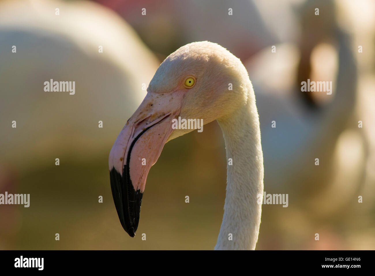 Greater Flamingo Close up Stock Photo - Alamy