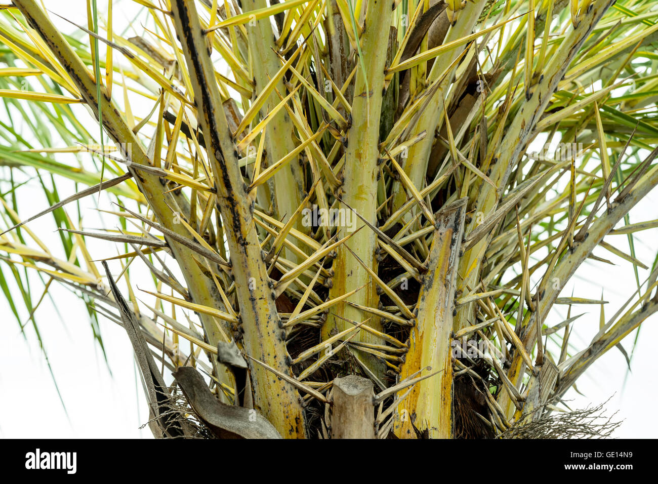 fresh spine tree isolate on white background - can use to display or ...