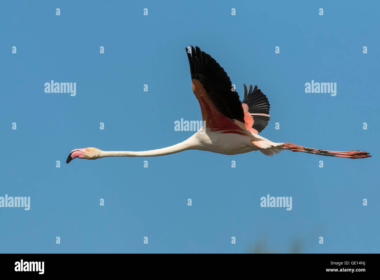 Greater Flamingo in Flight Stock Photo - Alamy