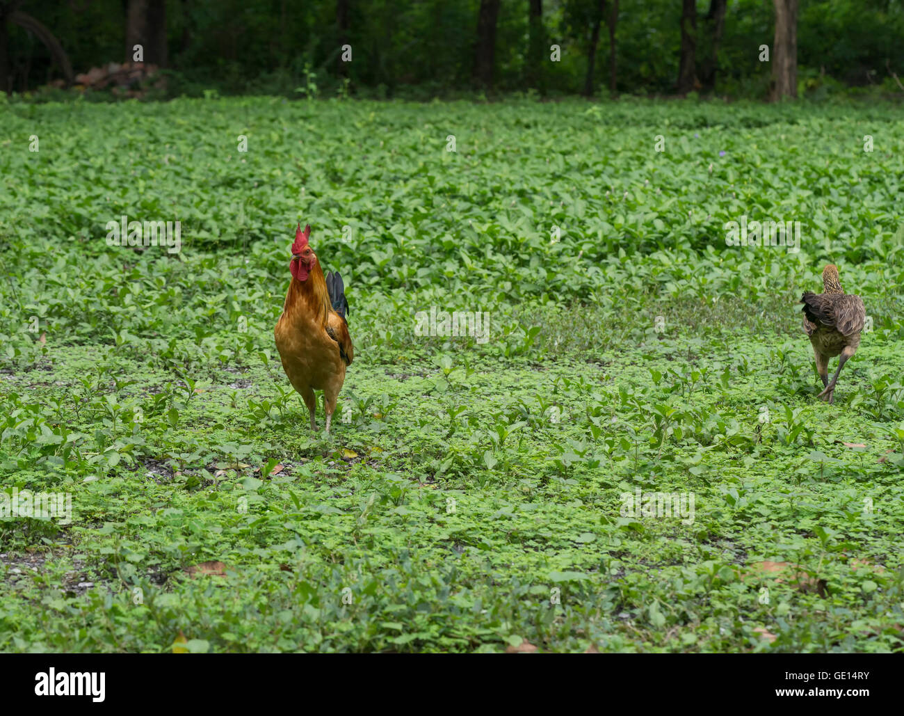chicken stand in green grass - can use to display or montage on product ...