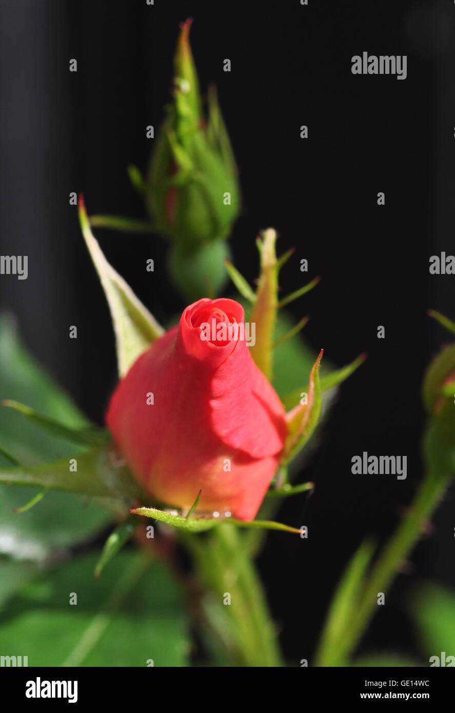 Only bud hi-res stock photography and images - Alamy