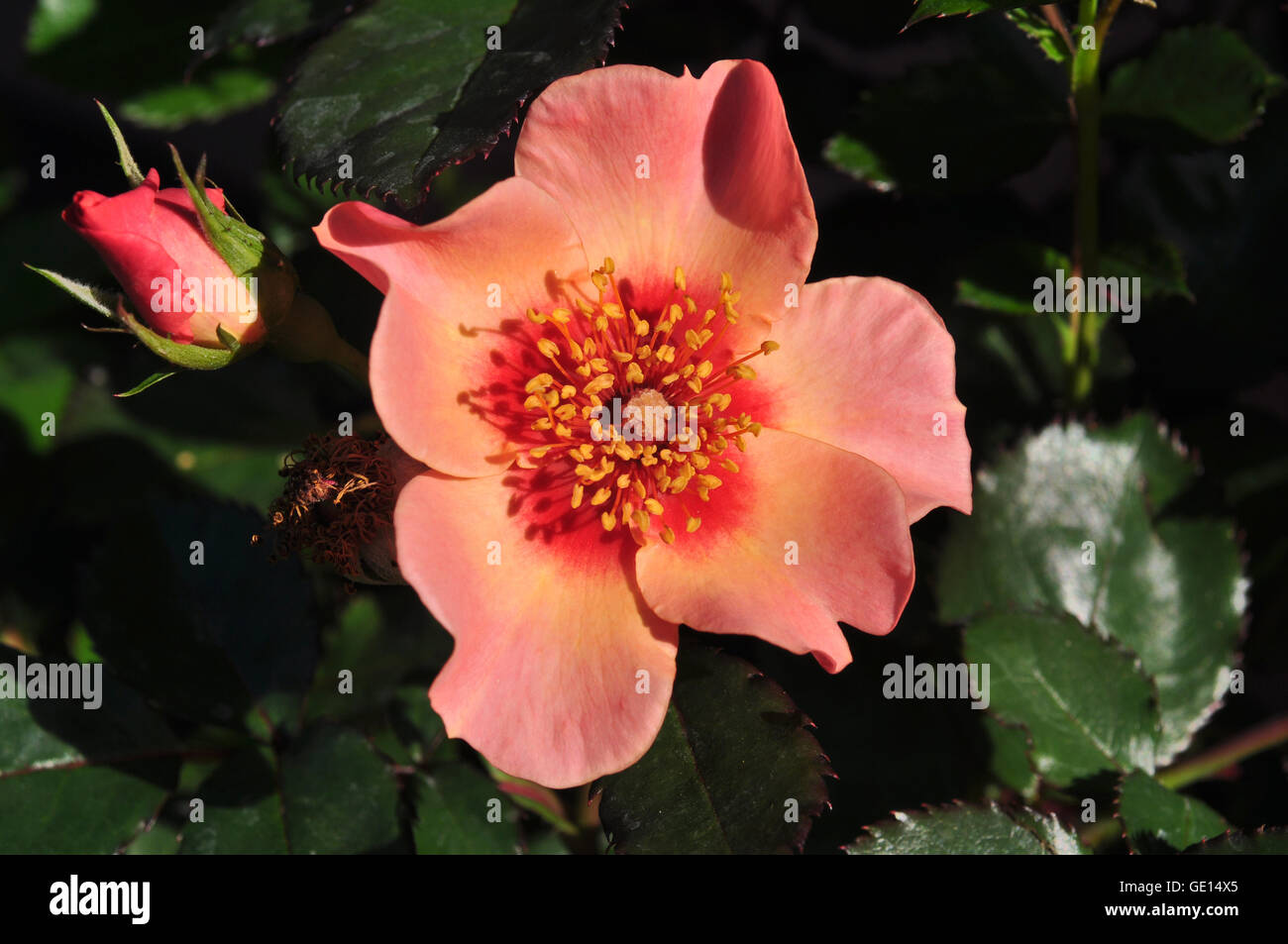 for your eyes only rose Stock Photo - Alamy
